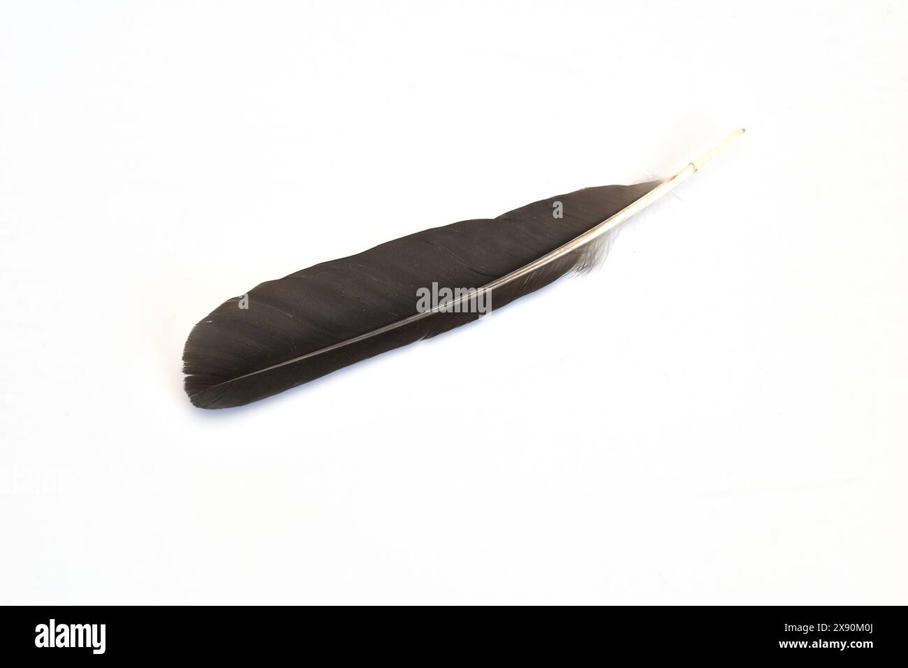 black feather isolated on white background. High quality photo Stock ...