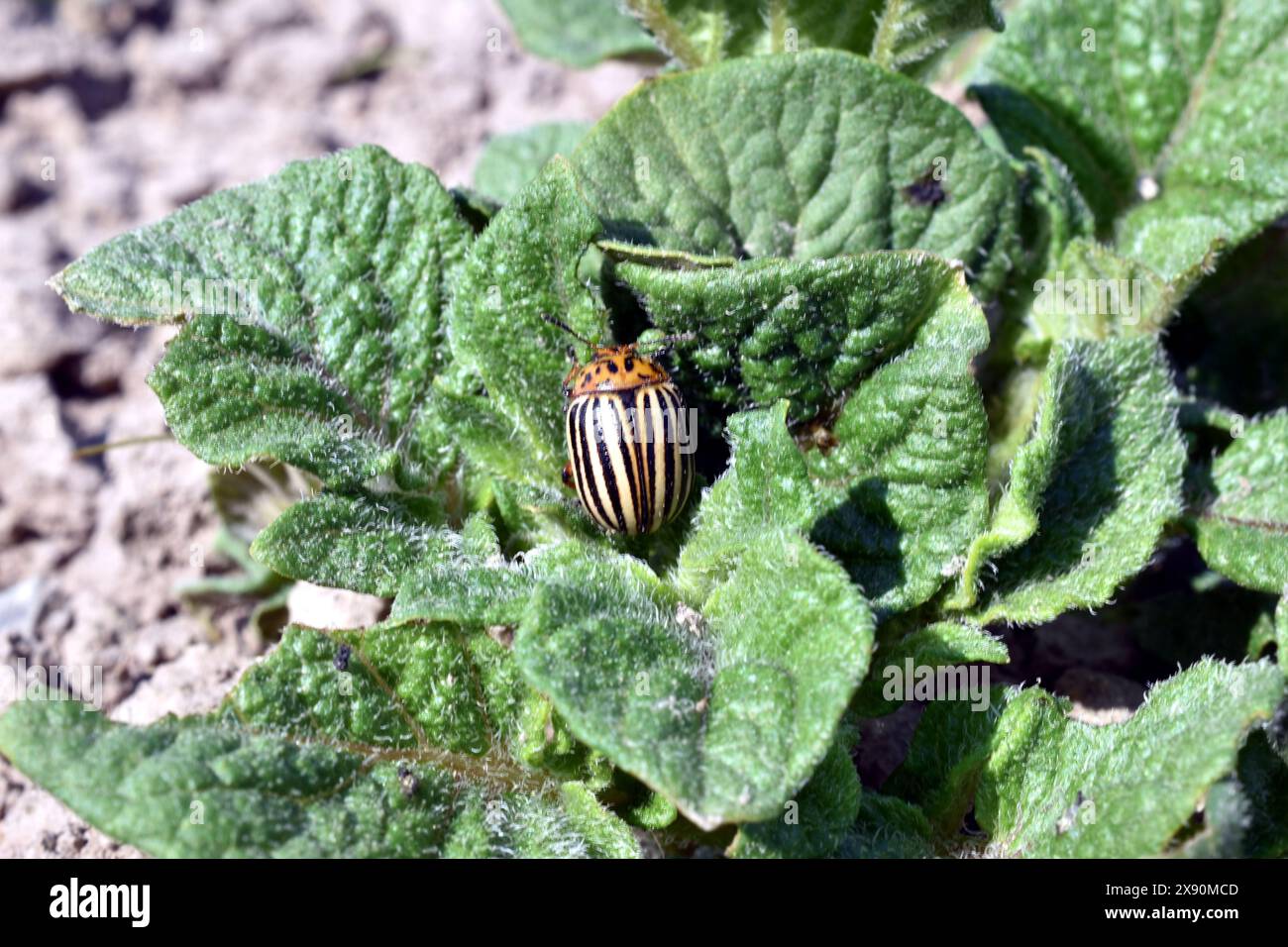 The striped Colorado potato beetle sits on green potato leaves Stock ...