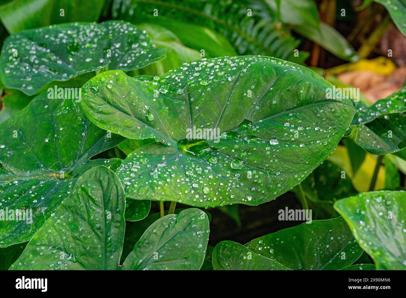 The lotus effect at Taro, coco yam, or Eddoe (Colocasia esculenta ...