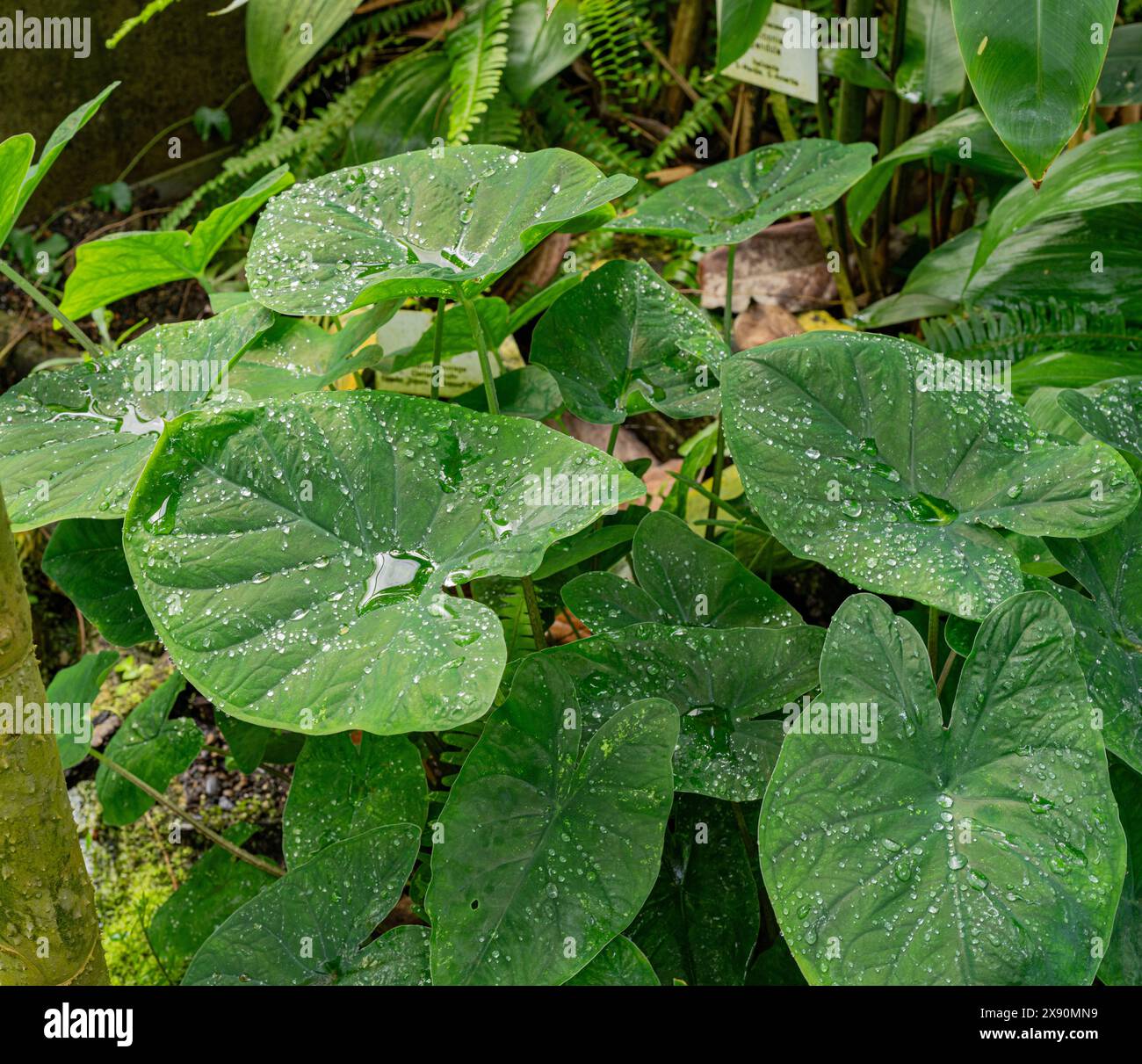 The lotus effect at Taro, coco yam, or Eddoe (Colocasia esculenta ...