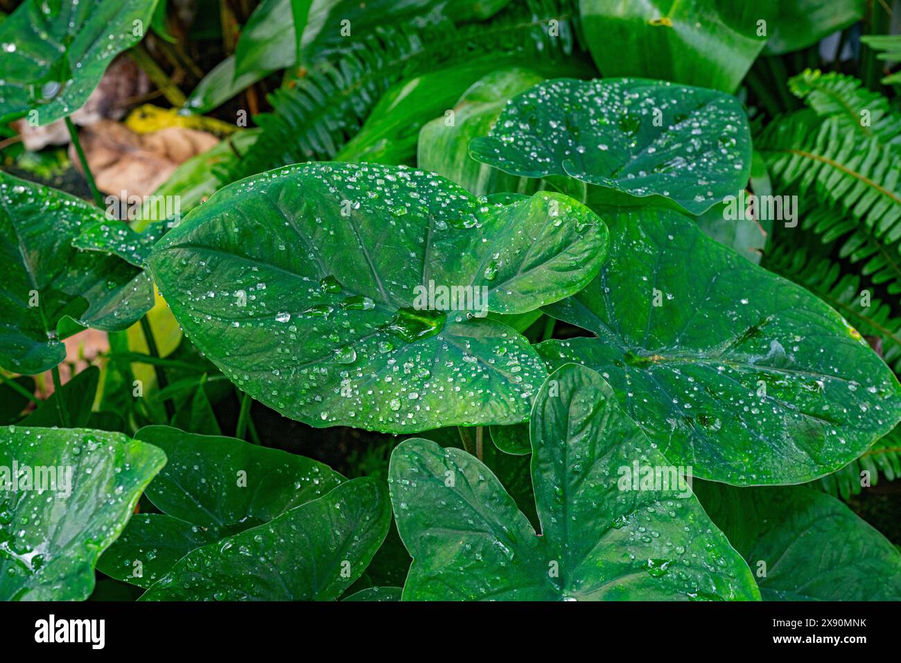 The lotus effect at Taro, coco yam, or Eddoe (Colocasia esculenta ...