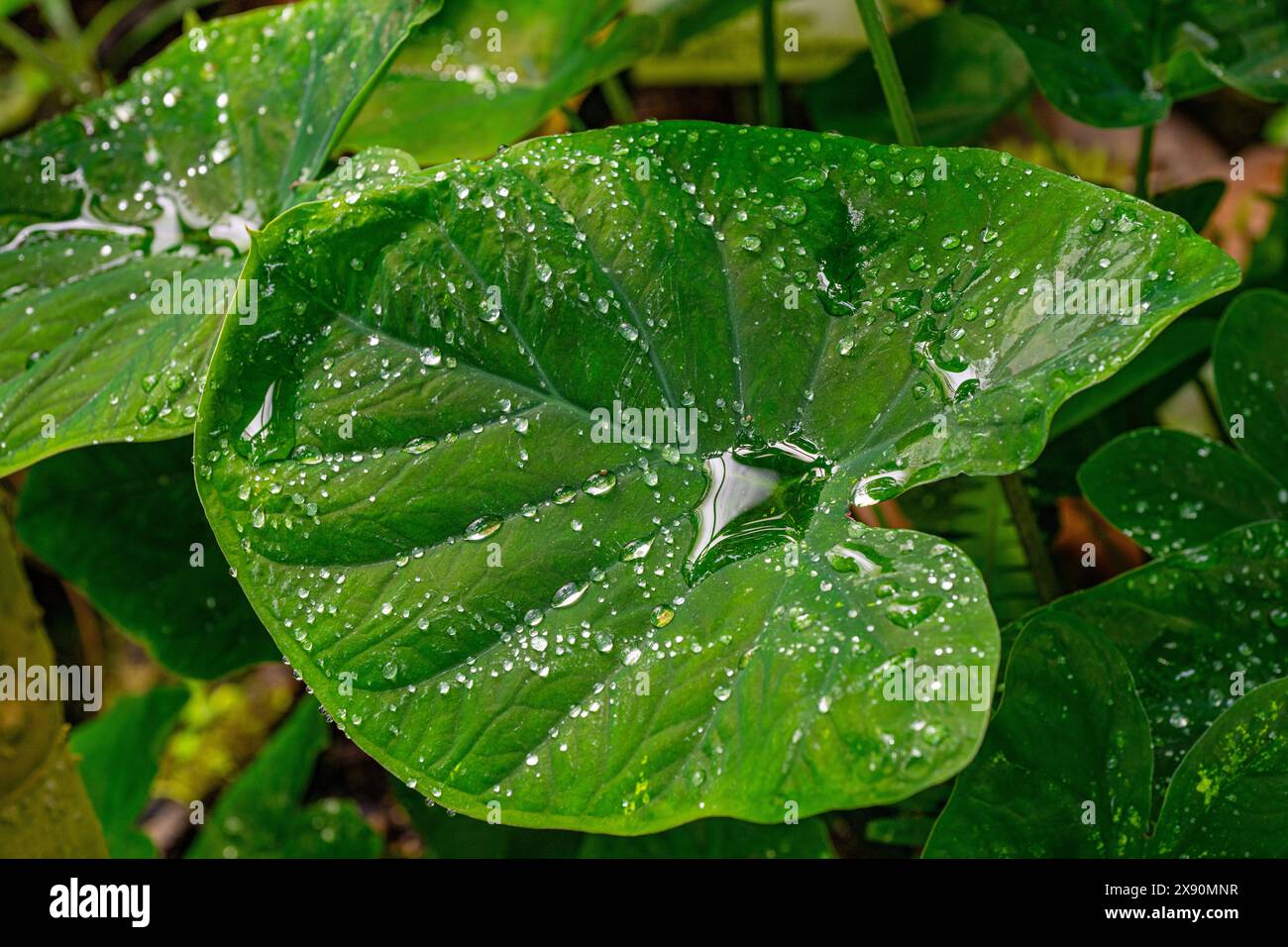 The lotus effect at Taro, coco yam, or Eddoe (Colocasia esculenta ...