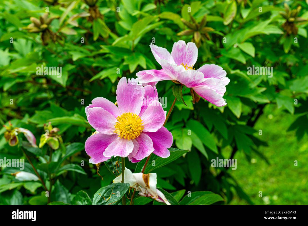 Beautiful peonies bloom. Botanical Garden, KIT Karlsruhe, Germany ...