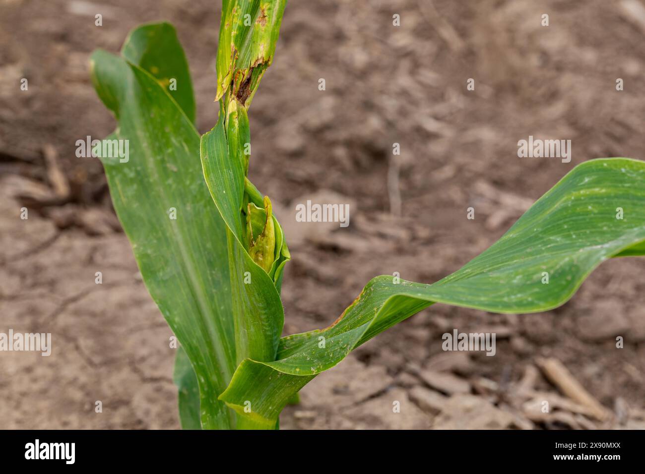 Corn plant with whorl leaf damage from wind blowing dirt and rain ...