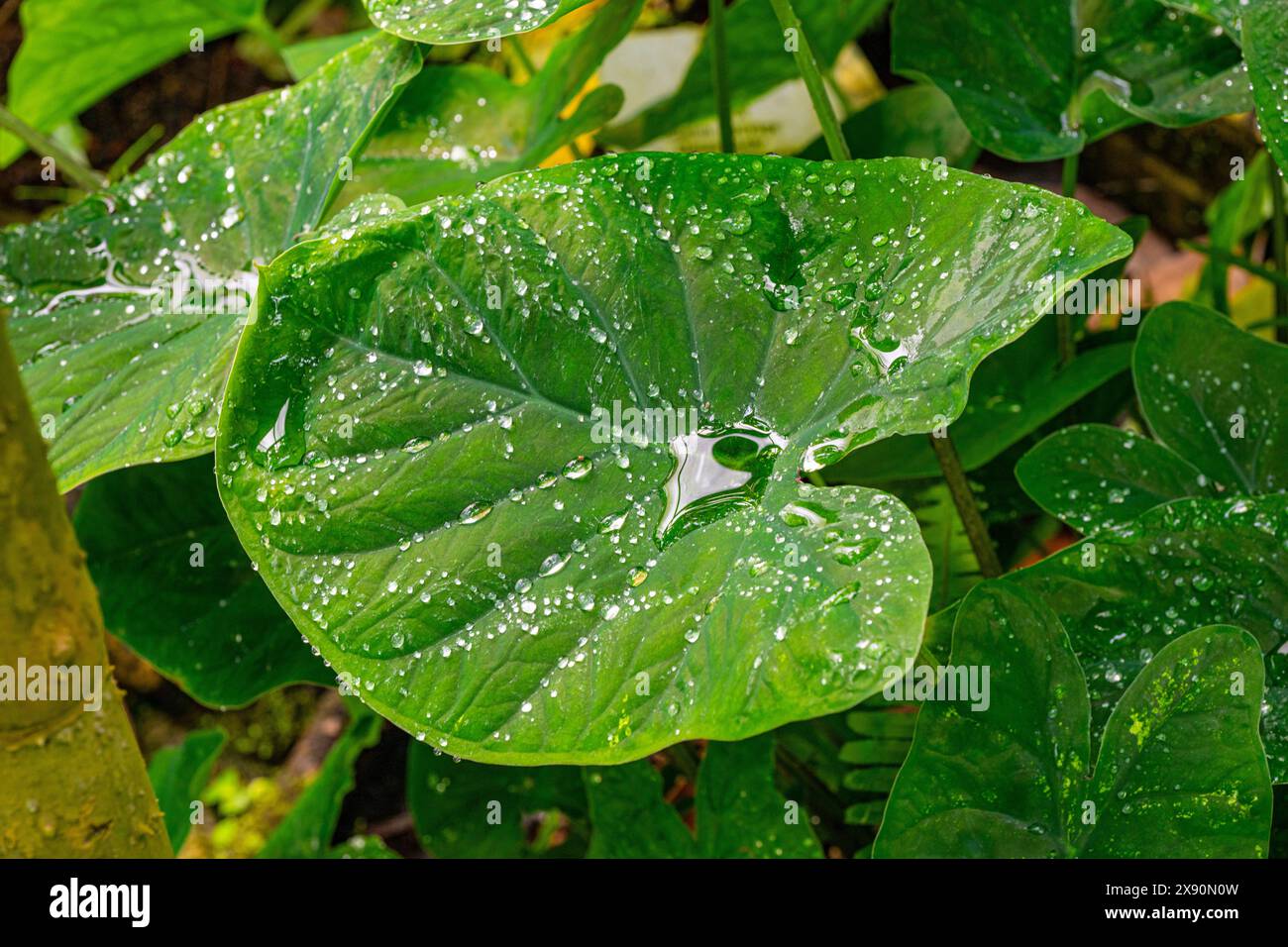 The lotus effect at Taro, coco yam, or Eddoe (Colocasia esculenta ...
