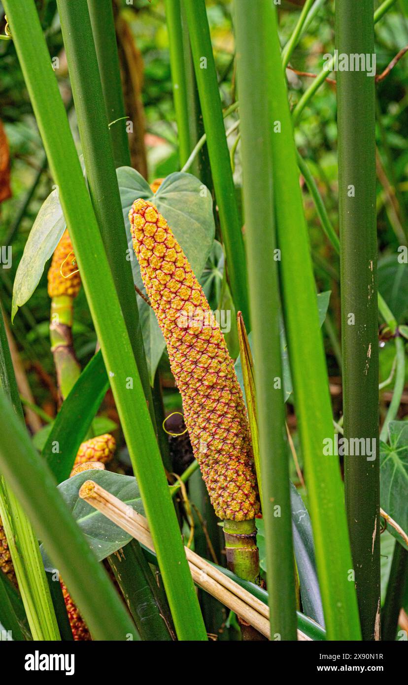 Carludovica gigantea hi-res stock photography and images - Alamy