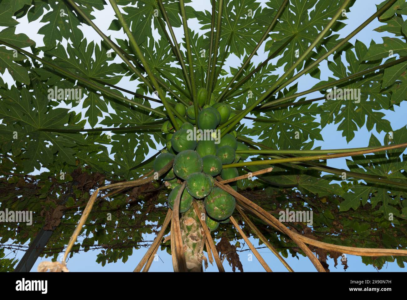 Full papaya tree hi-res stock photography and images - Alamy