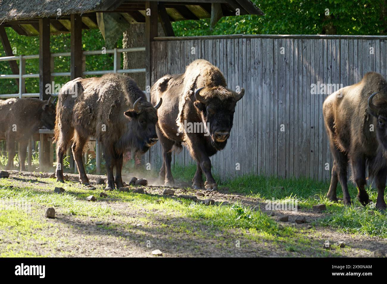 Bisons extinction hi-res stock photography and images - Alamy