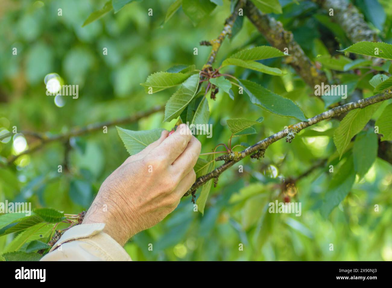 Cherry picking from tree man hi-res stock photography and images - Alamy