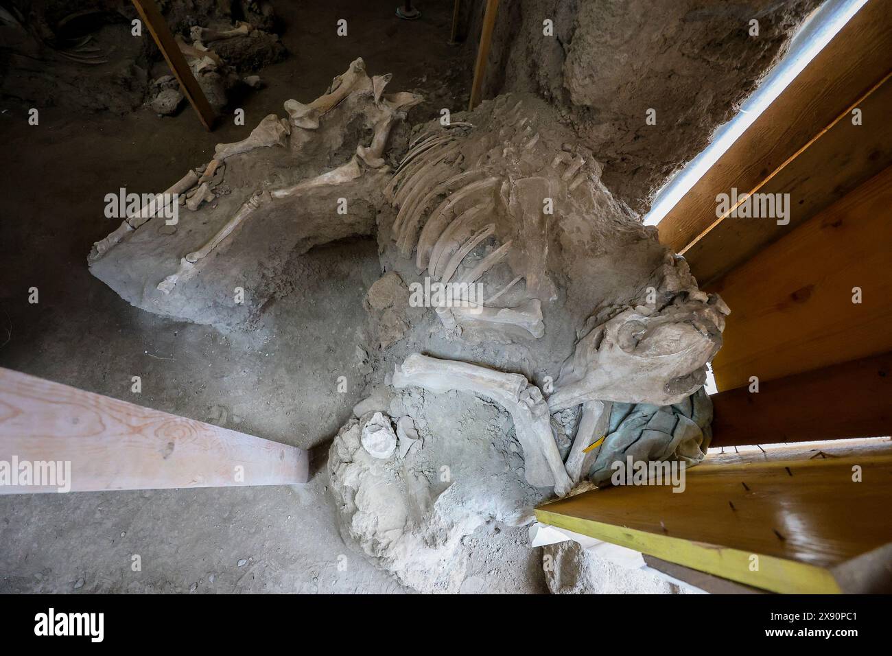 Pompeii, Italy, 28 May 2024. The skeleton of a horse in the Insula of ...