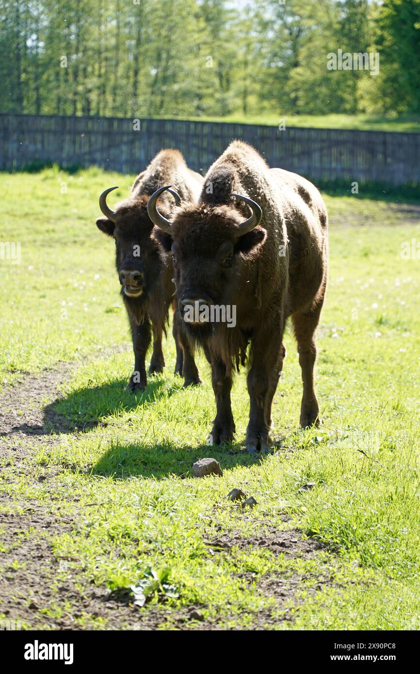 Bisons extinction hi-res stock photography and images - Alamy