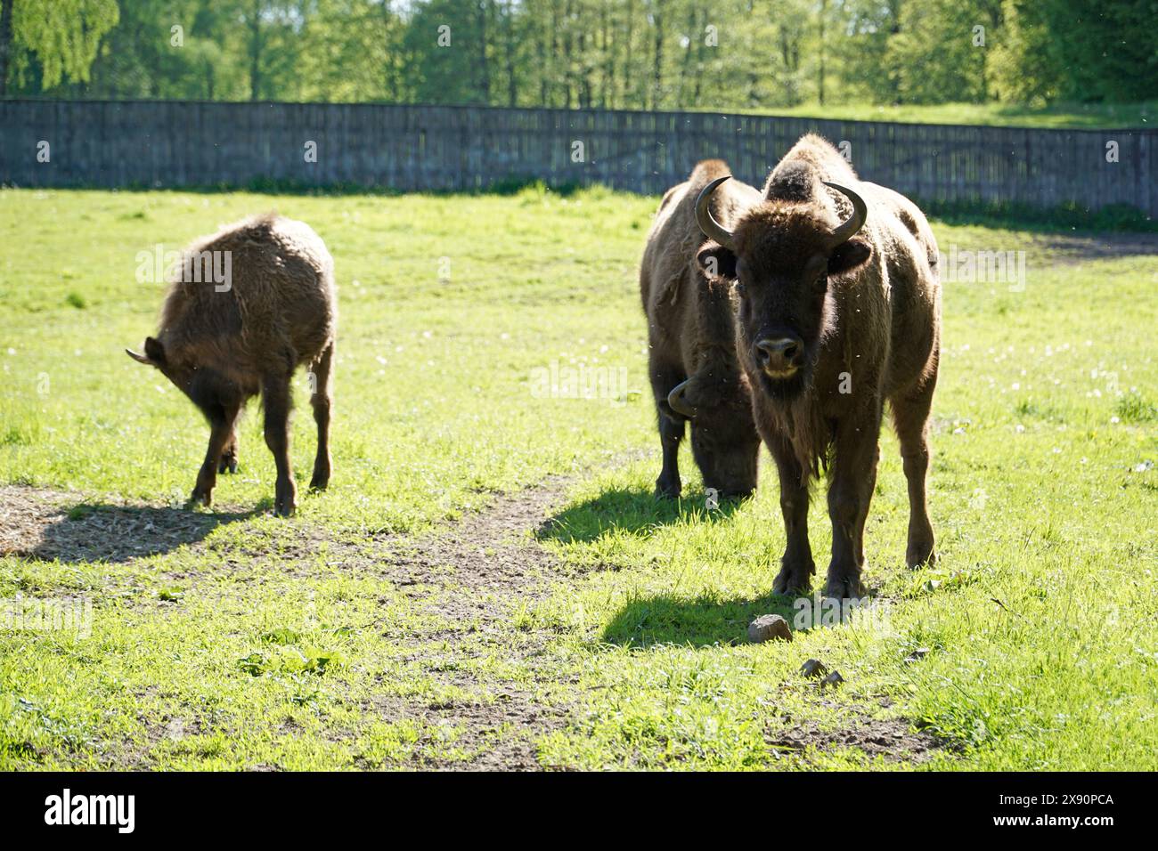 Bisons extinction hi-res stock photography and images - Alamy