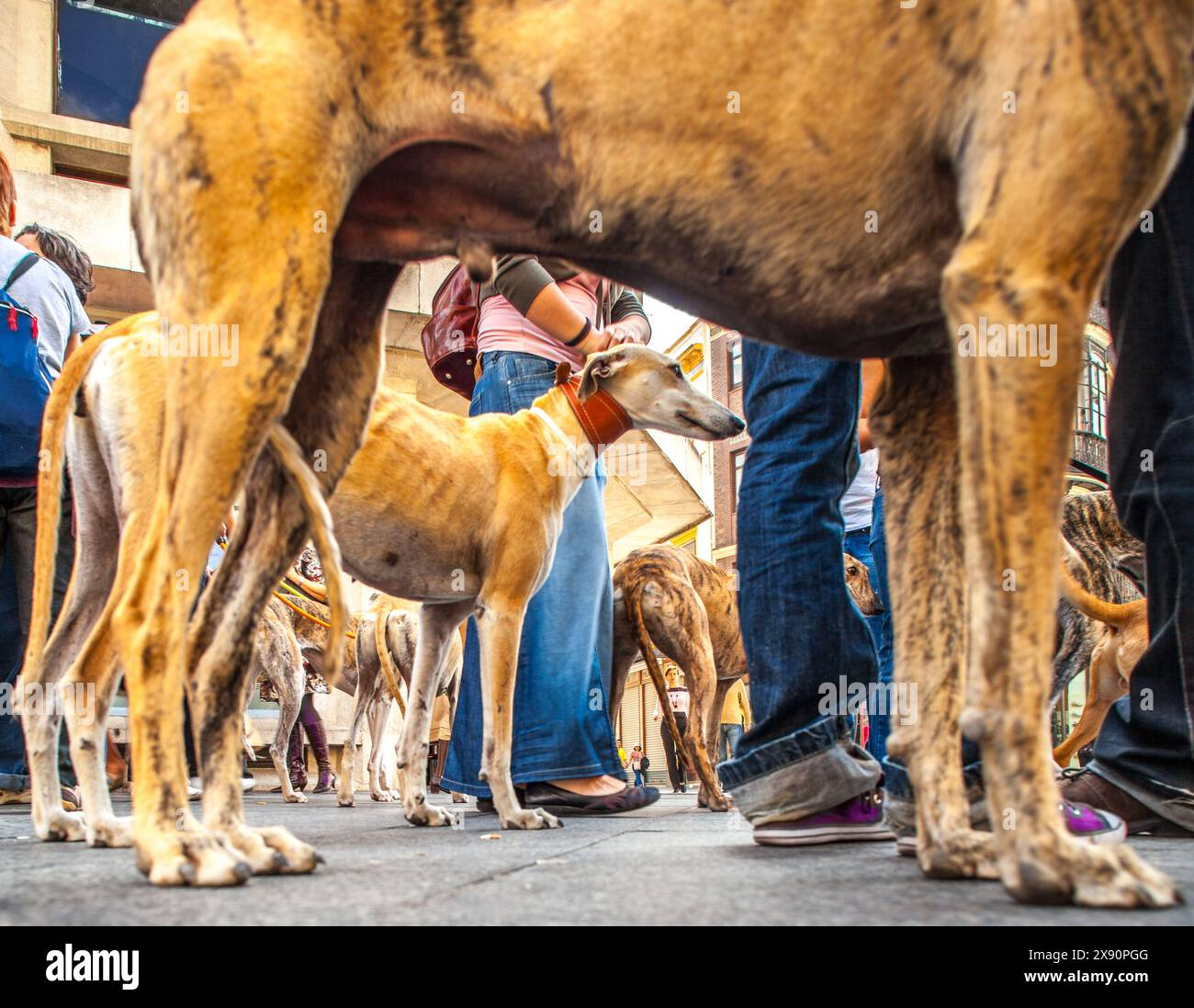 People and greyhounds gather in Seville to protest and raise awareness ...