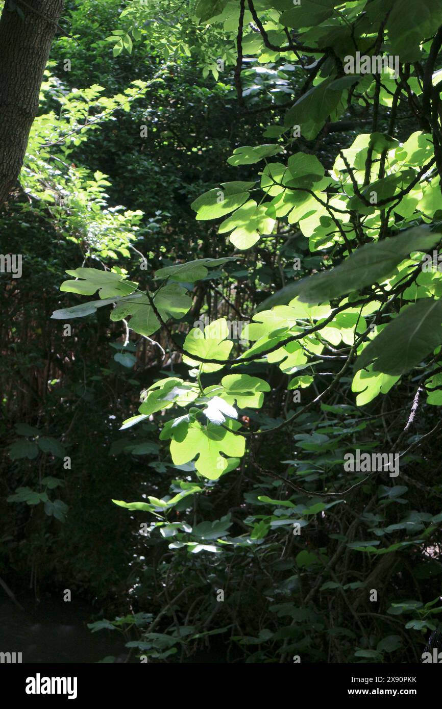 Leaves of fig tree against the light Stock Photo - Alamy
