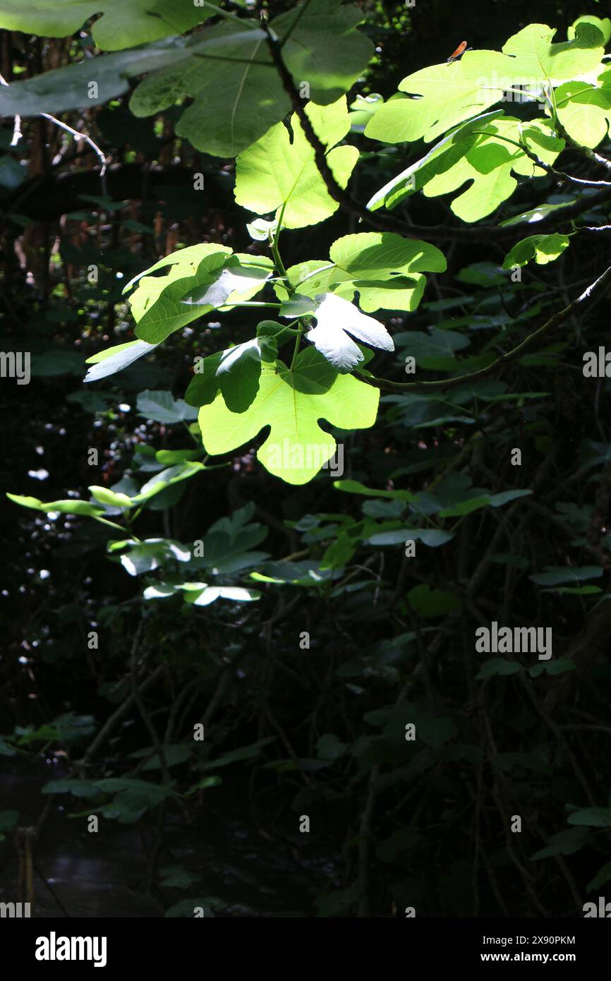 Leaves of fig tree against the light Stock Photo - Alamy