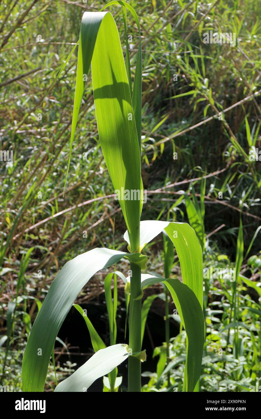 Arundo donax hi-res stock photography and images - Alamy