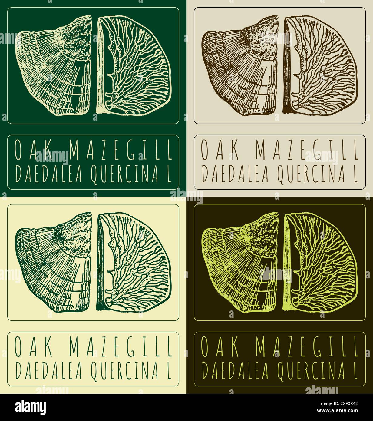 Set of vector drawing OAK MAZEGILL in various colors. Hand drawn ...