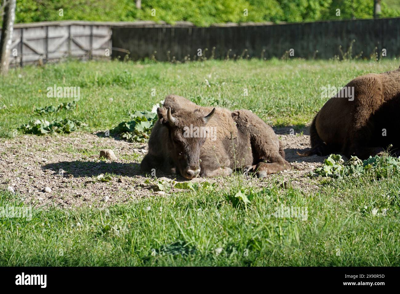 European bison laying on a grass Stock Photo - Alamy