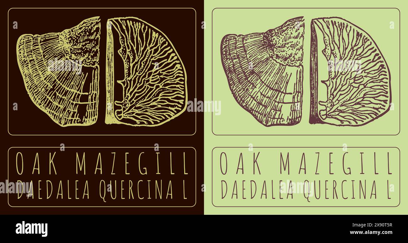 Vector drawing OAK MAZEGILL. Hand drawn illustration. The Latin name is ...