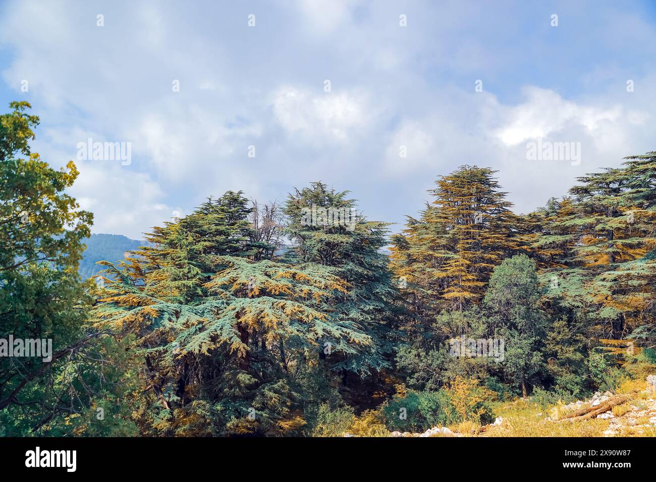 Fresh Cedars Forest in the Mountains of Lebanon Stock Photo - Alamy