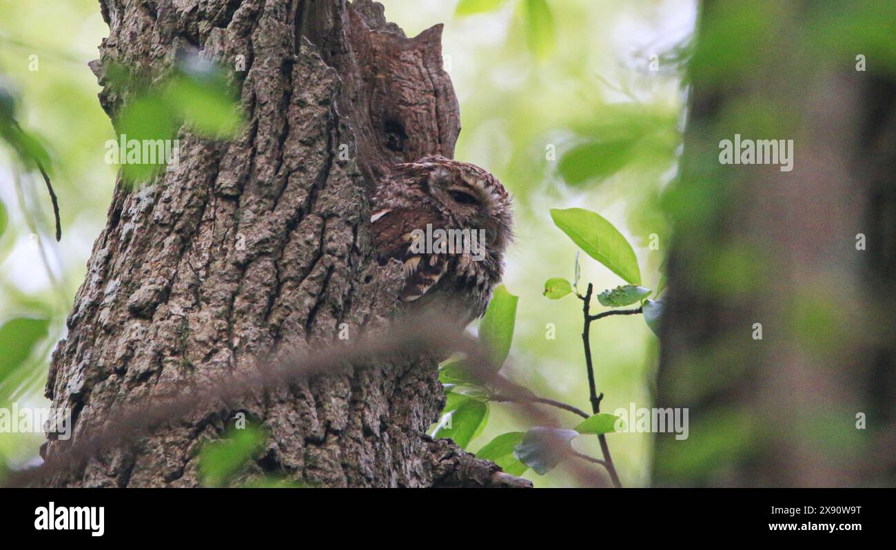 Female screech owl perched and camouflaged on the side of a tree ...