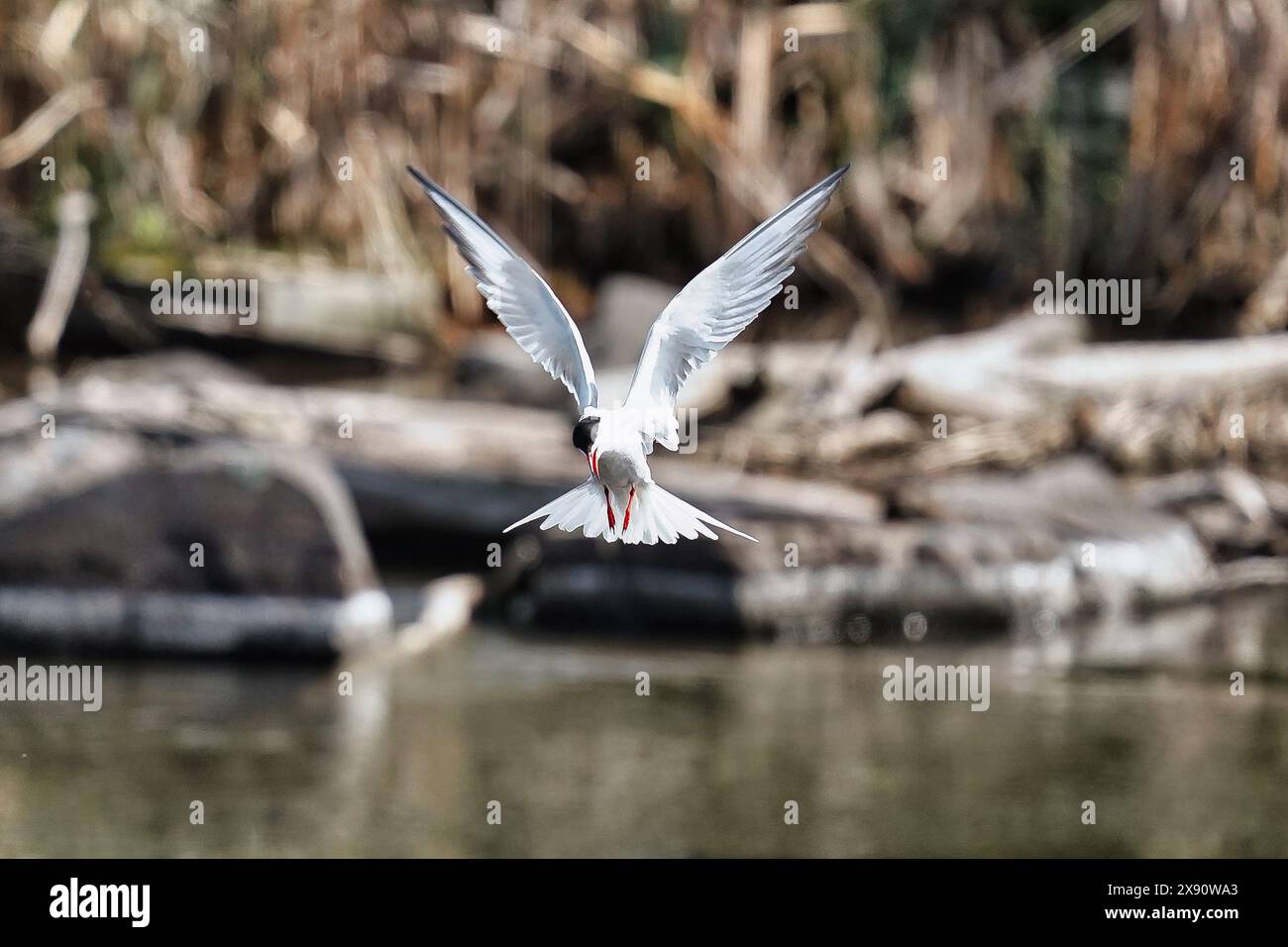 Common tern in flight over water Stock Photo - Alamy