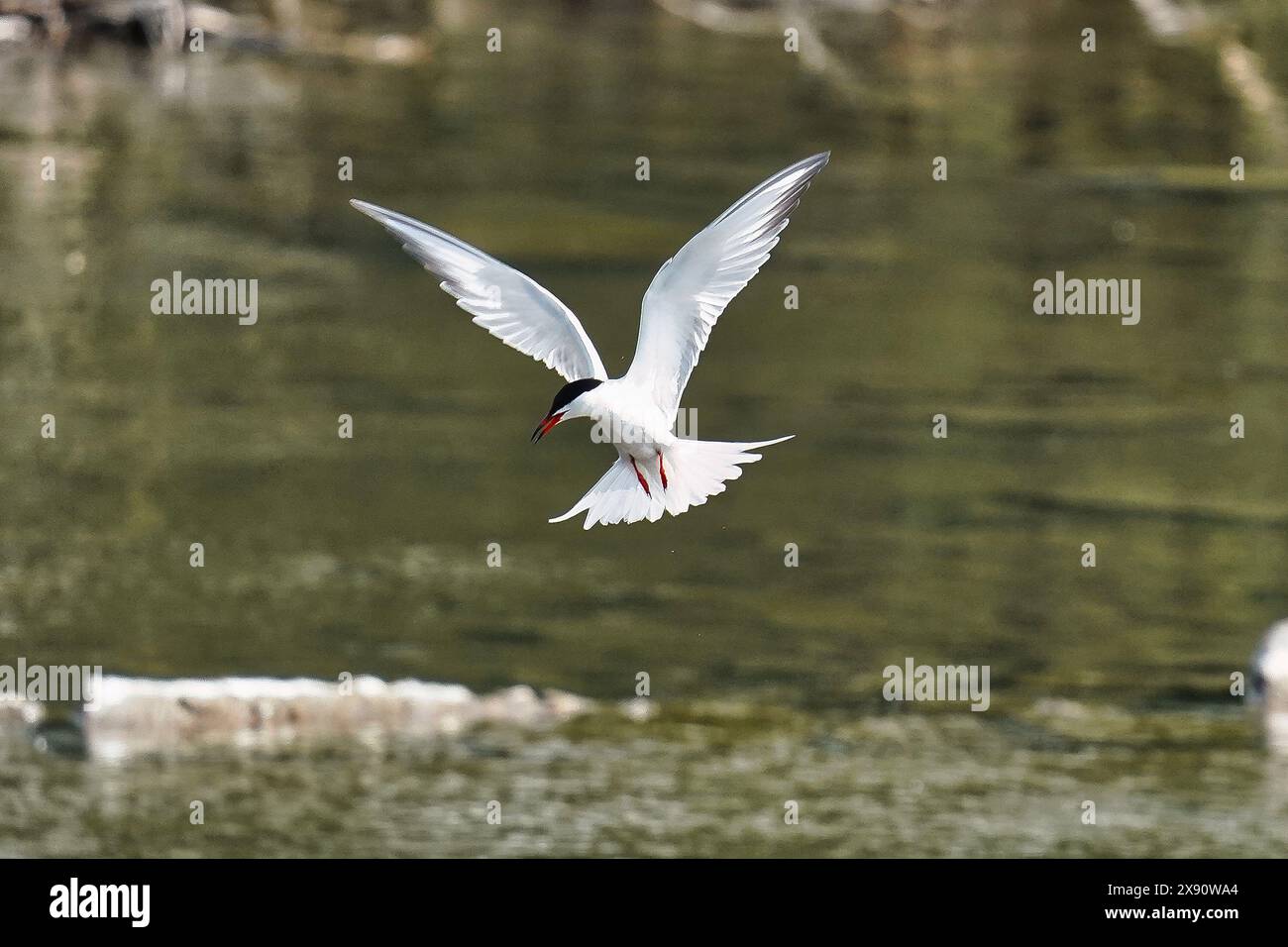 Common tern in flight over water Stock Photo - Alamy