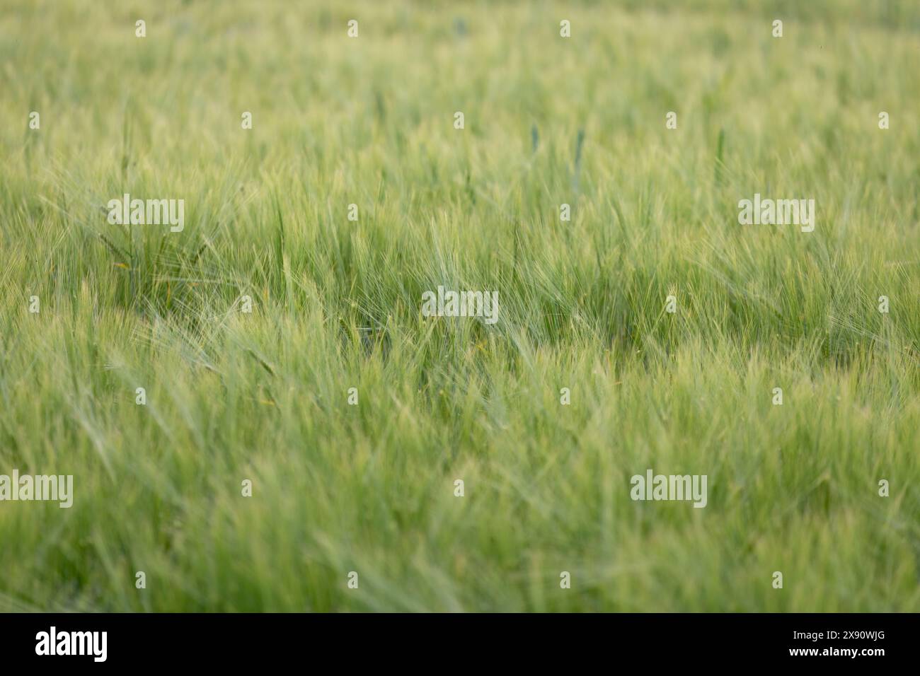 Translucent green hi-res stock photography and images - Alamy