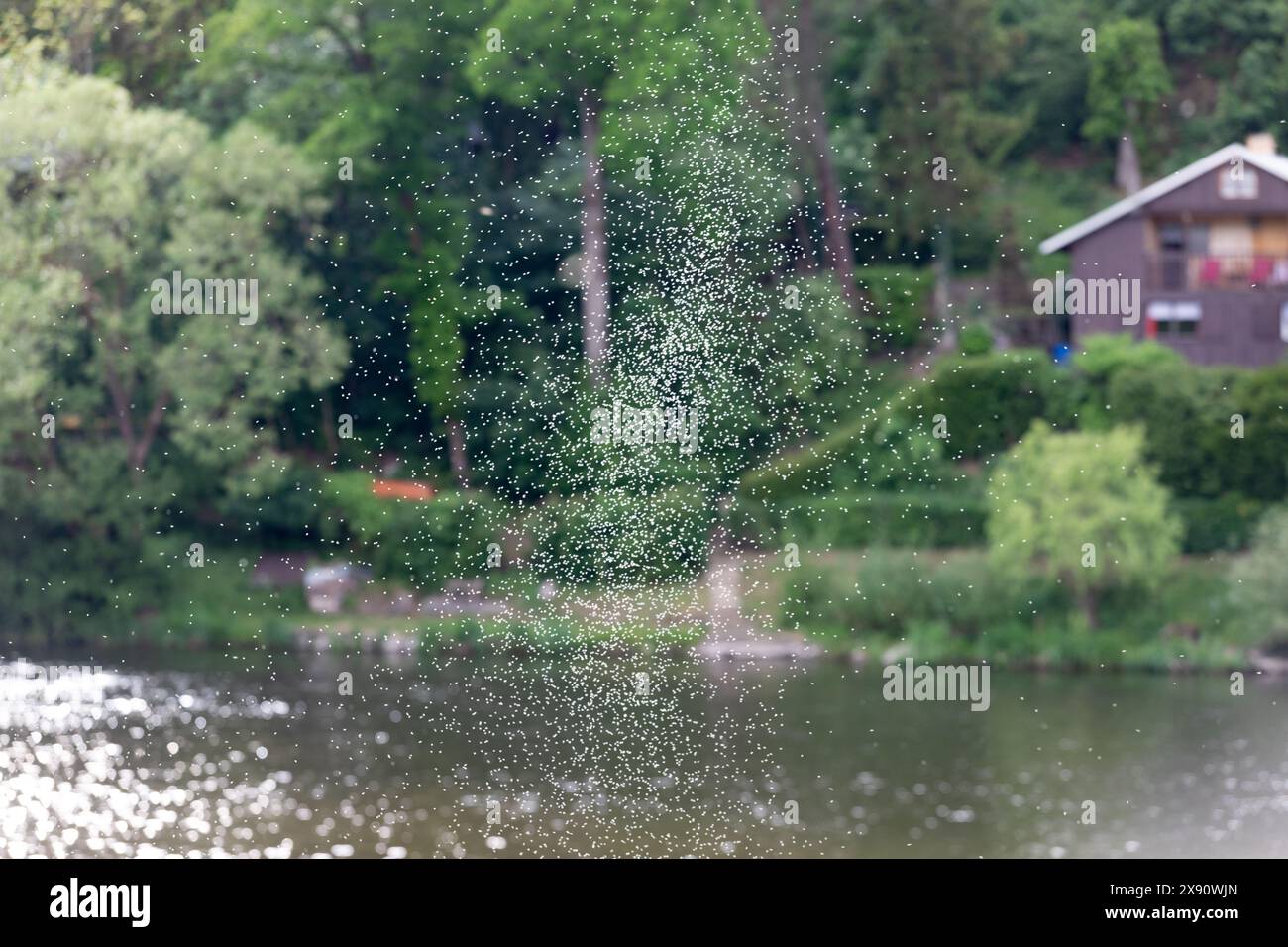 Evening river insects hi-res stock photography and images - Alamy