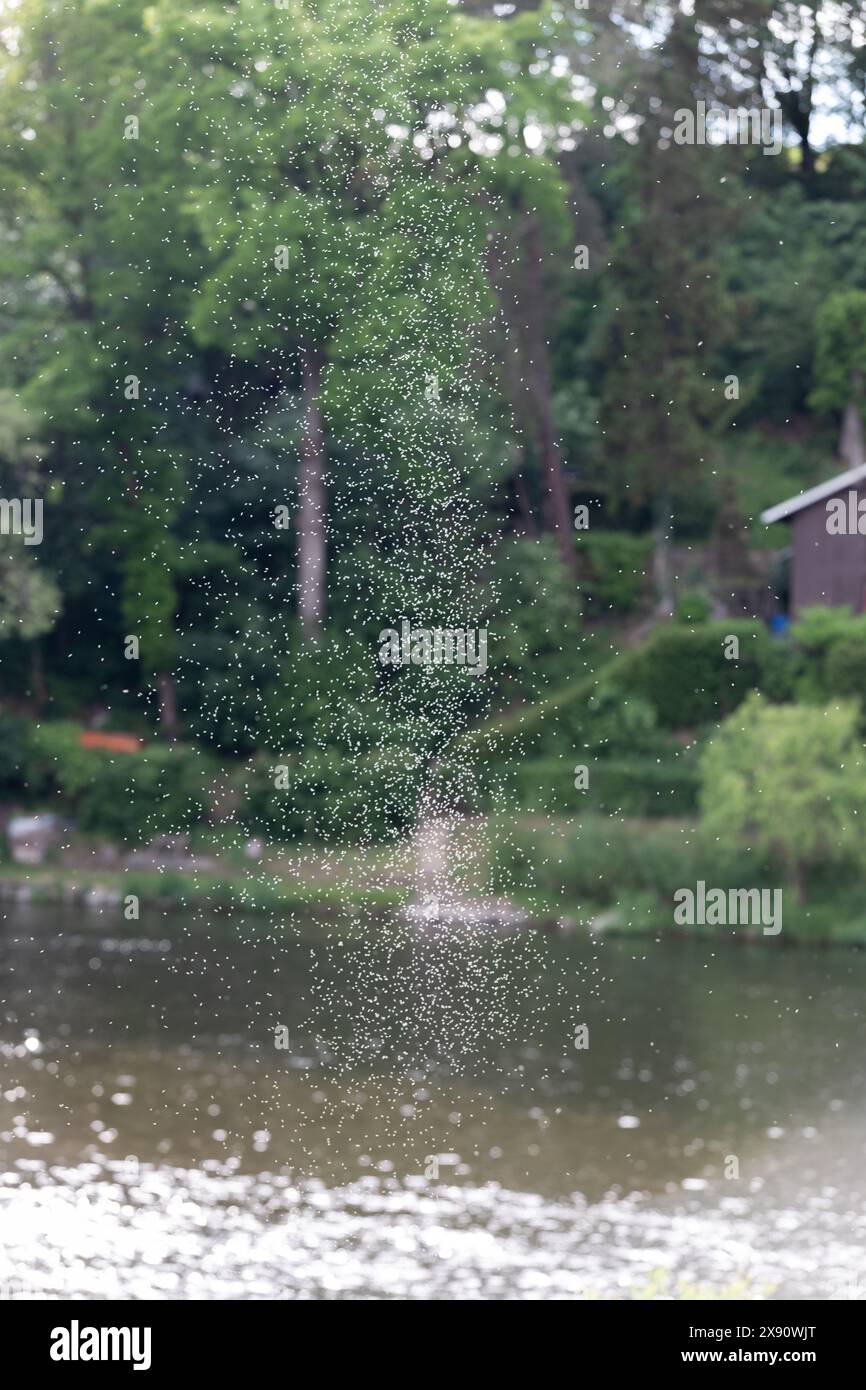 Midges fly hi-res stock photography and images - Alamy