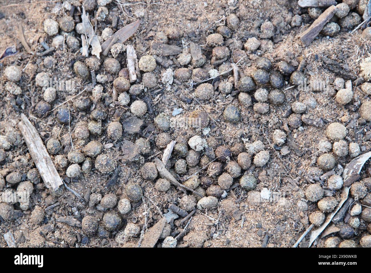Scat of European Rabbits (Oryctolagus cuniculus), South Australia Stock ...