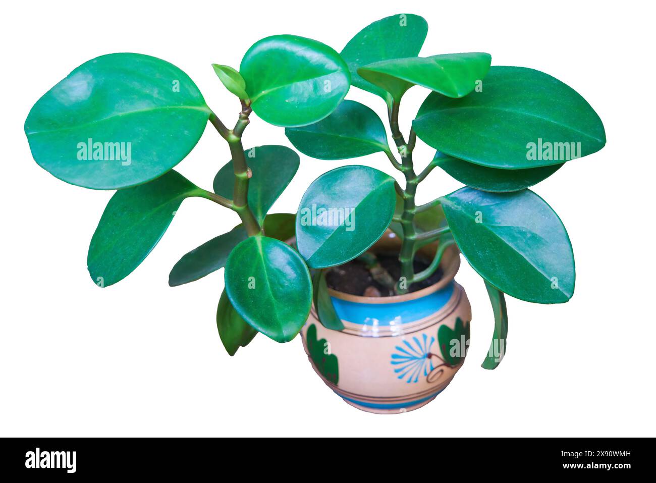 Close-up of peperomia leaves growing in a pot isolate on a white ...