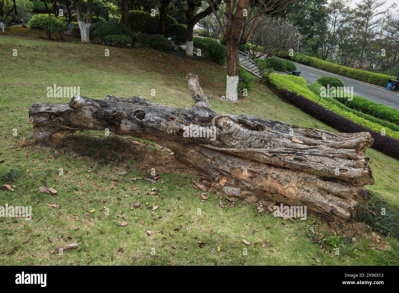 Rotted tree hi-res stock photography and images - Alamy