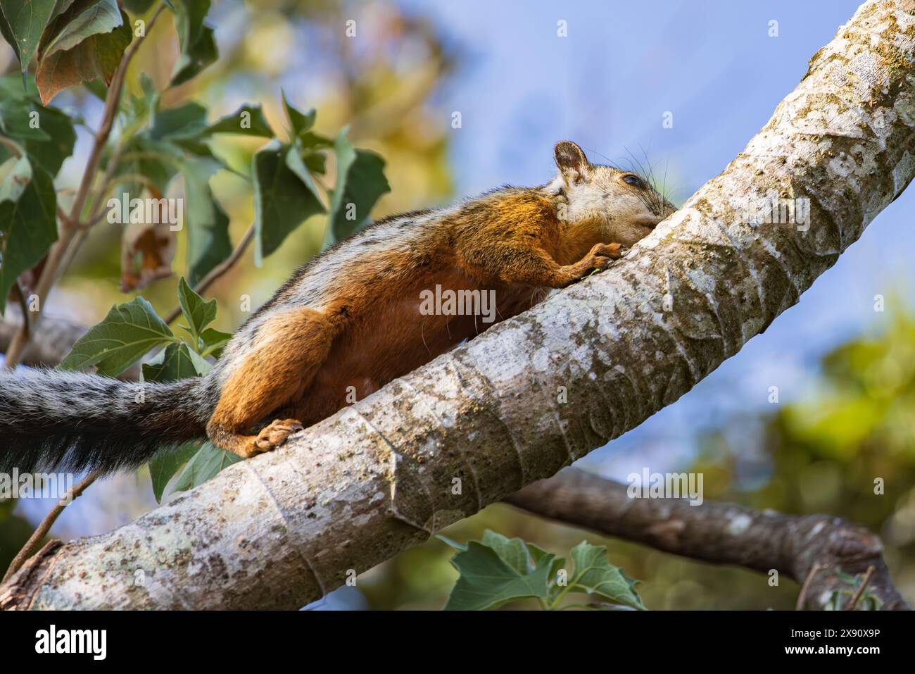 Variegated squirrel walking along a branch in the rainforest of Costa ...