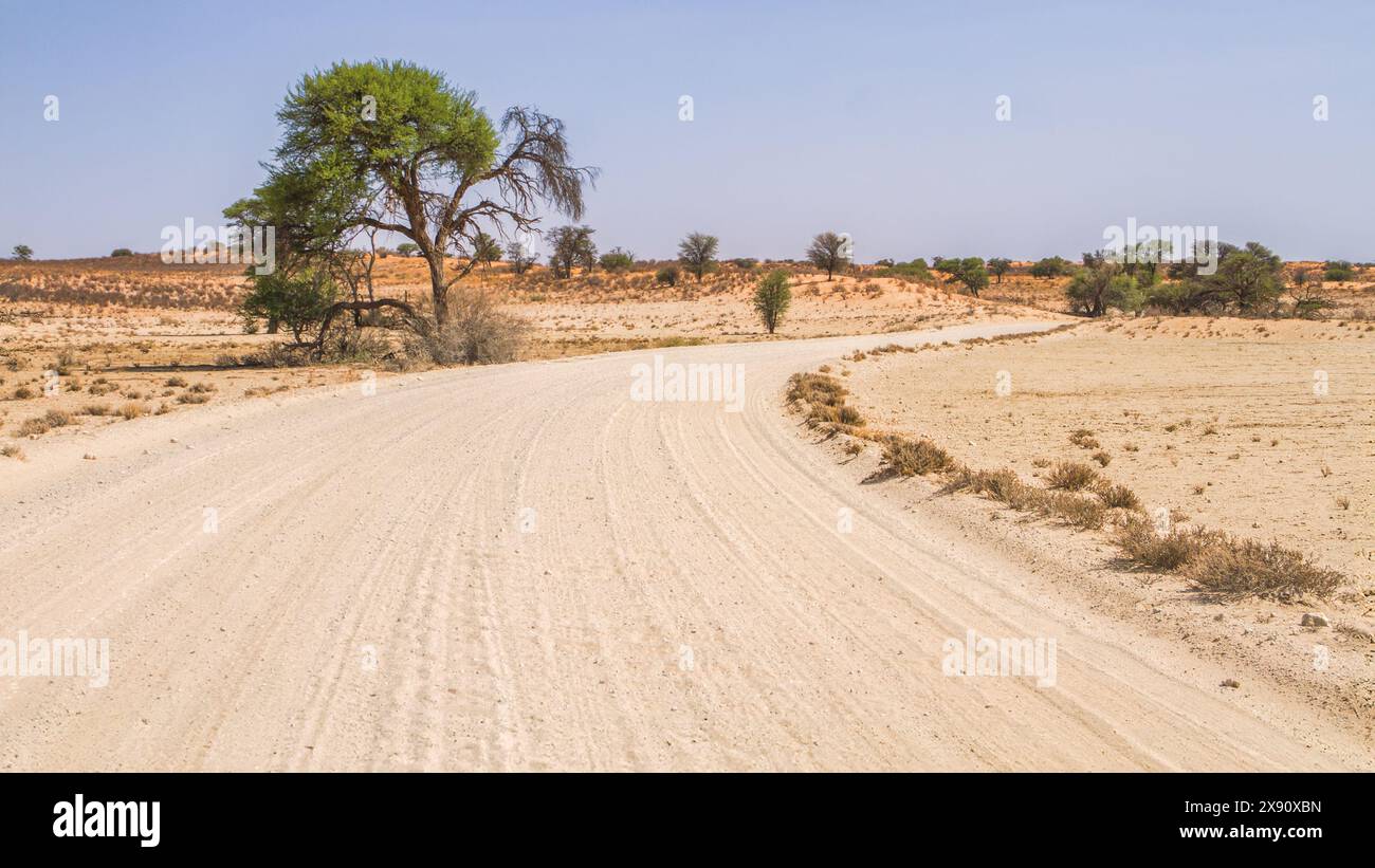 The Kalahari sun casts a serene yet unforgiving glow. A white dust road ...