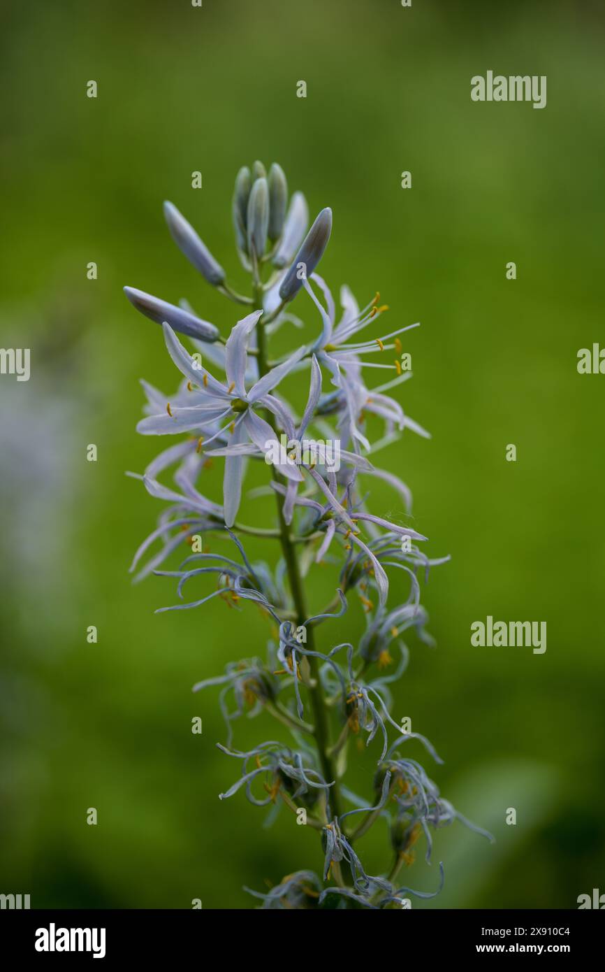 Camassia scilloides is a perennial herb known commonly as Atlantic ...