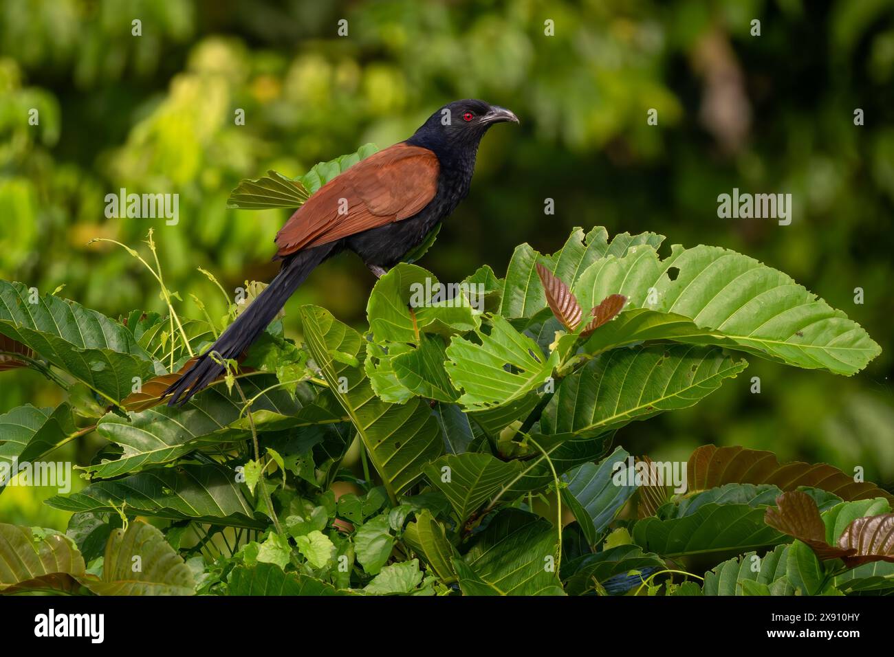 Greater Coucal - Centropus sinensis, beautiful black and brown coucal ...