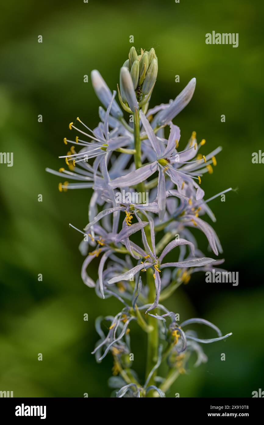 Eastern camas hi-res stock photography and images - Alamy