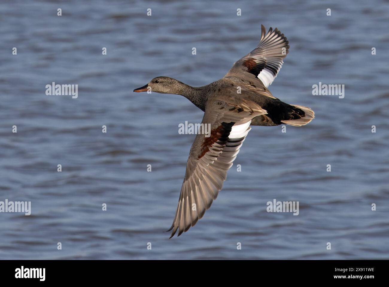 Gadwall (Anas strepera) drake flying Norfolk May 2024 Stock Photo - Alamy