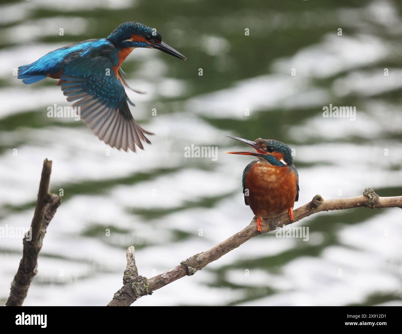 Purfleet Essex, UK. 28th May, 2024. L-R Male Kingfisher mating with ...