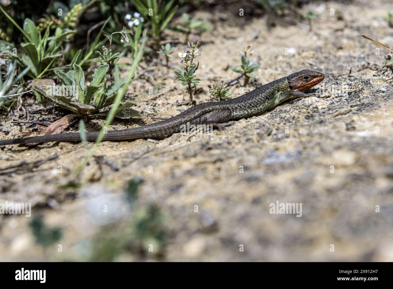 Close-up of a Long-tailed lizard, also known as the long-tailed lizard ...