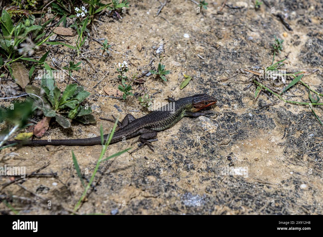 Close-up of a Long-tailed lizard, also known as the long-tailed lizard ...