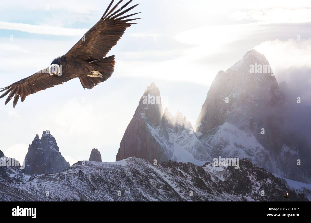 Andean Condor flying over Cerro Torre peak, Patagonia, Argentina Stock ...