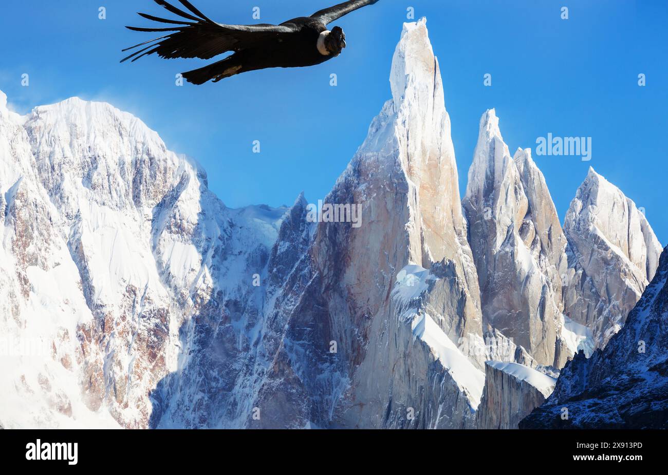 Andean Condor flying over Cerro Torre mountains, Patagonia, Argentina ...