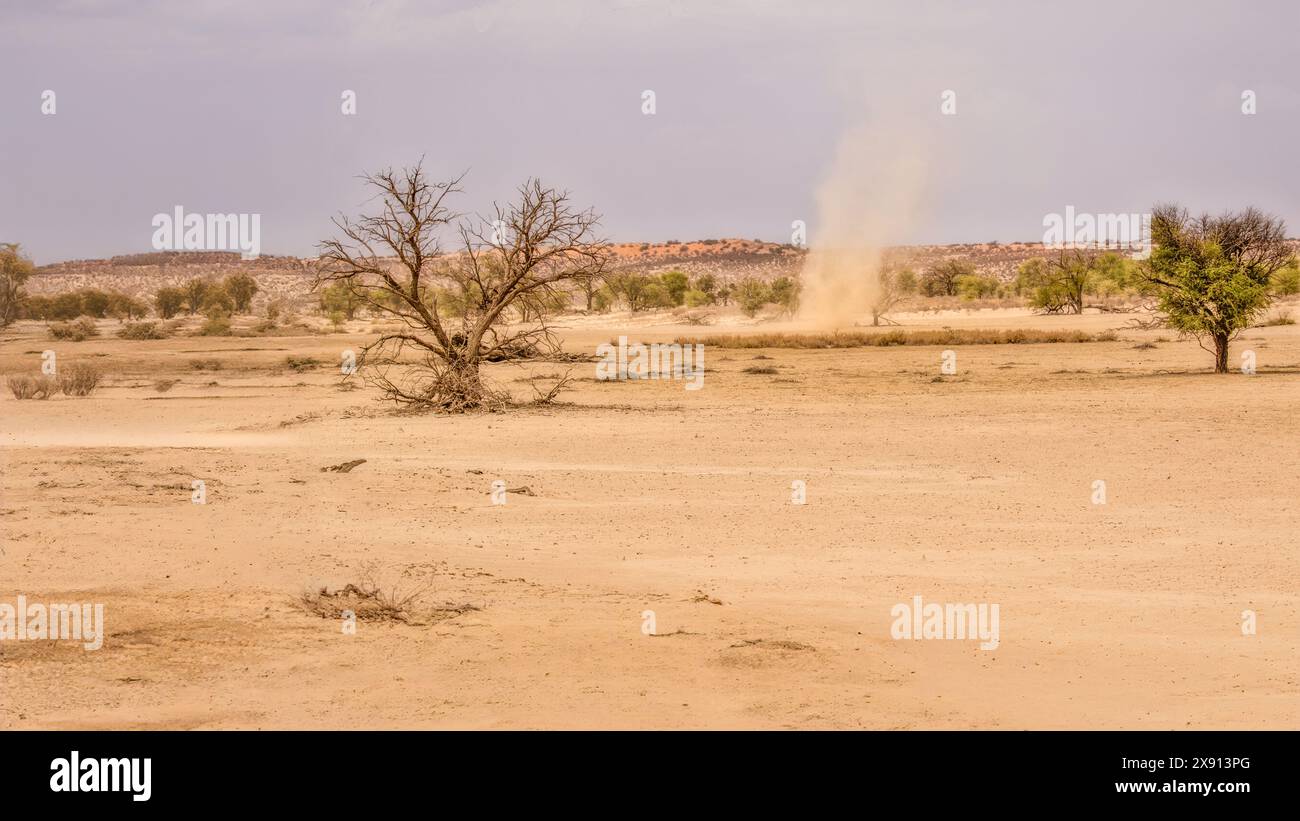 A Kgalagadi dust devil, rising from the Kalahari earth, casts an eerie ...