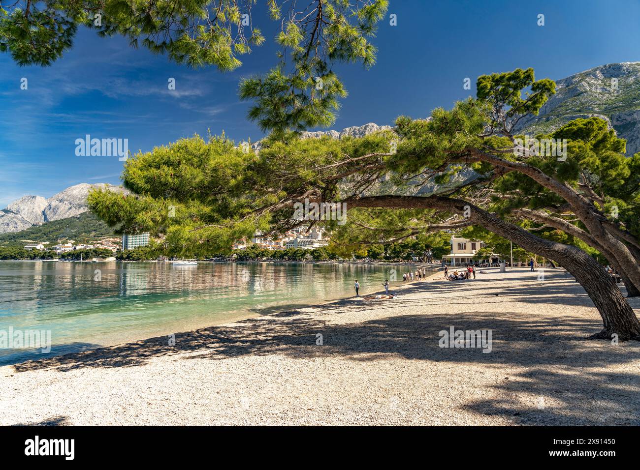 Windschiefe Pinien am Stadtstrand von Makarska, Kroatien, Europa ...