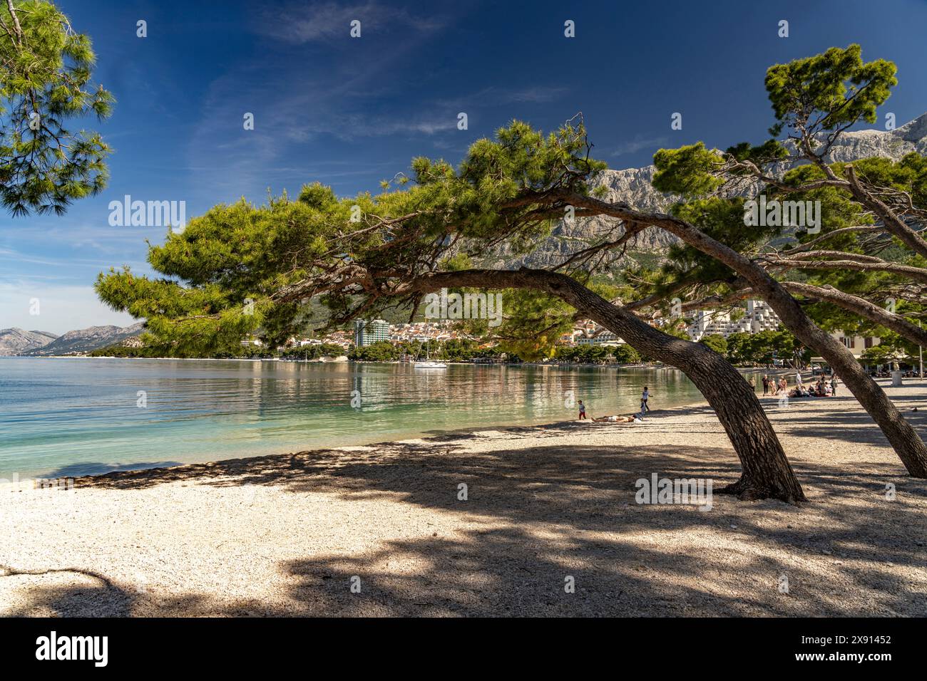 Windschiefe Pinien am Stadtstrand von Makarska, Kroatien, Europa ...