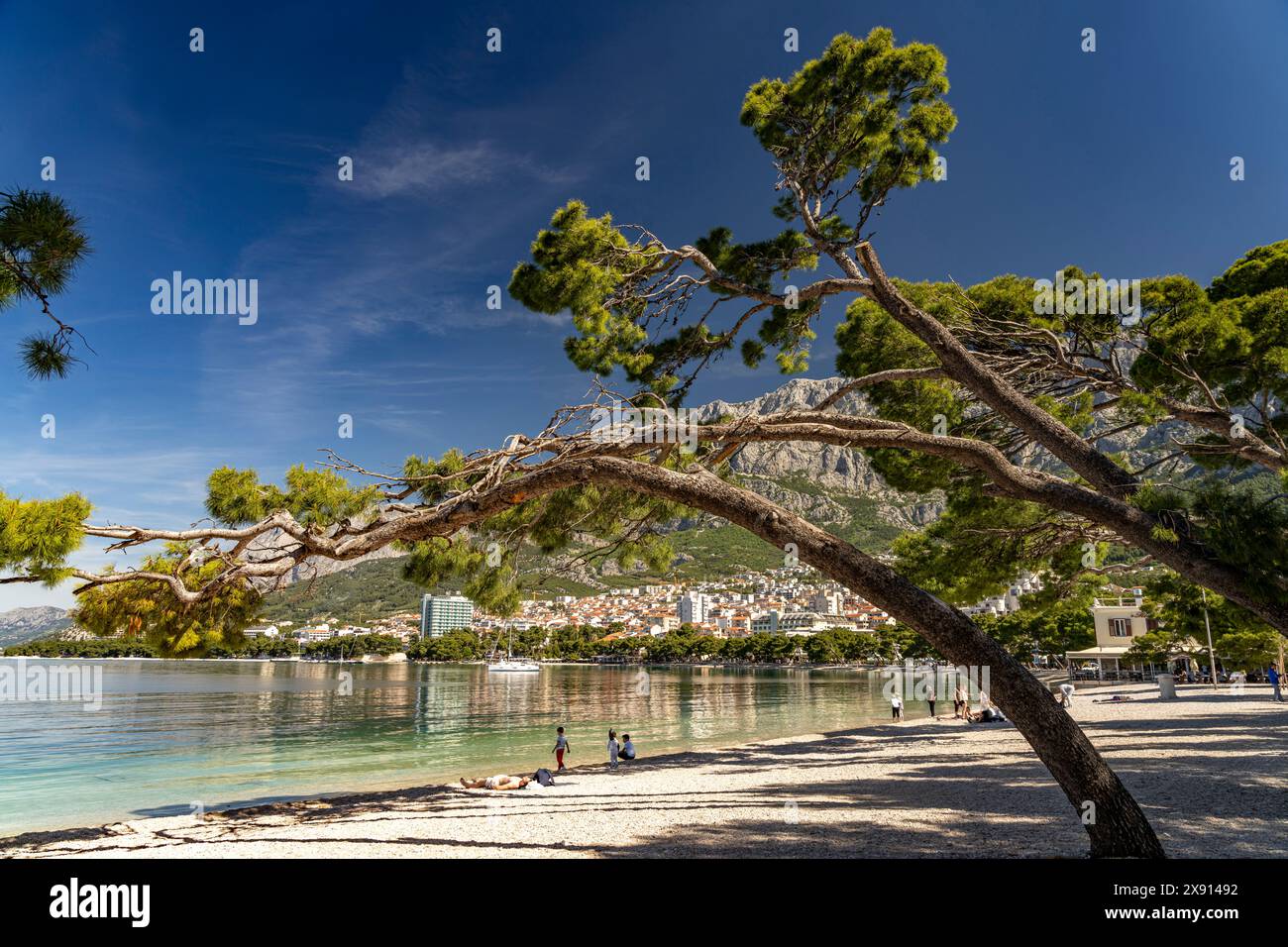 Windschiefe Pinien am Stadtstrand von Makarska, Kroatien, Europa ...