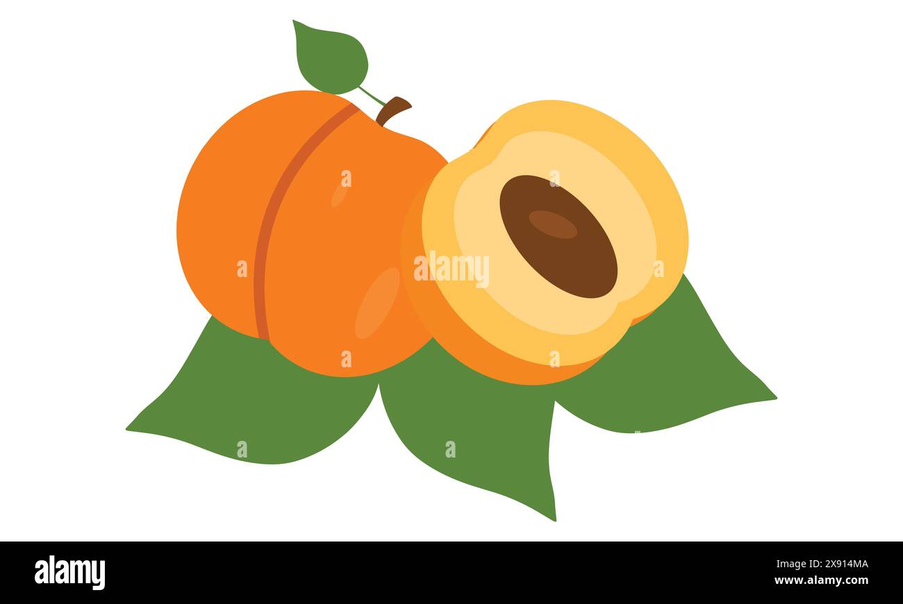 Apricot color vector vectors hi-res stock photography and images - Alamy