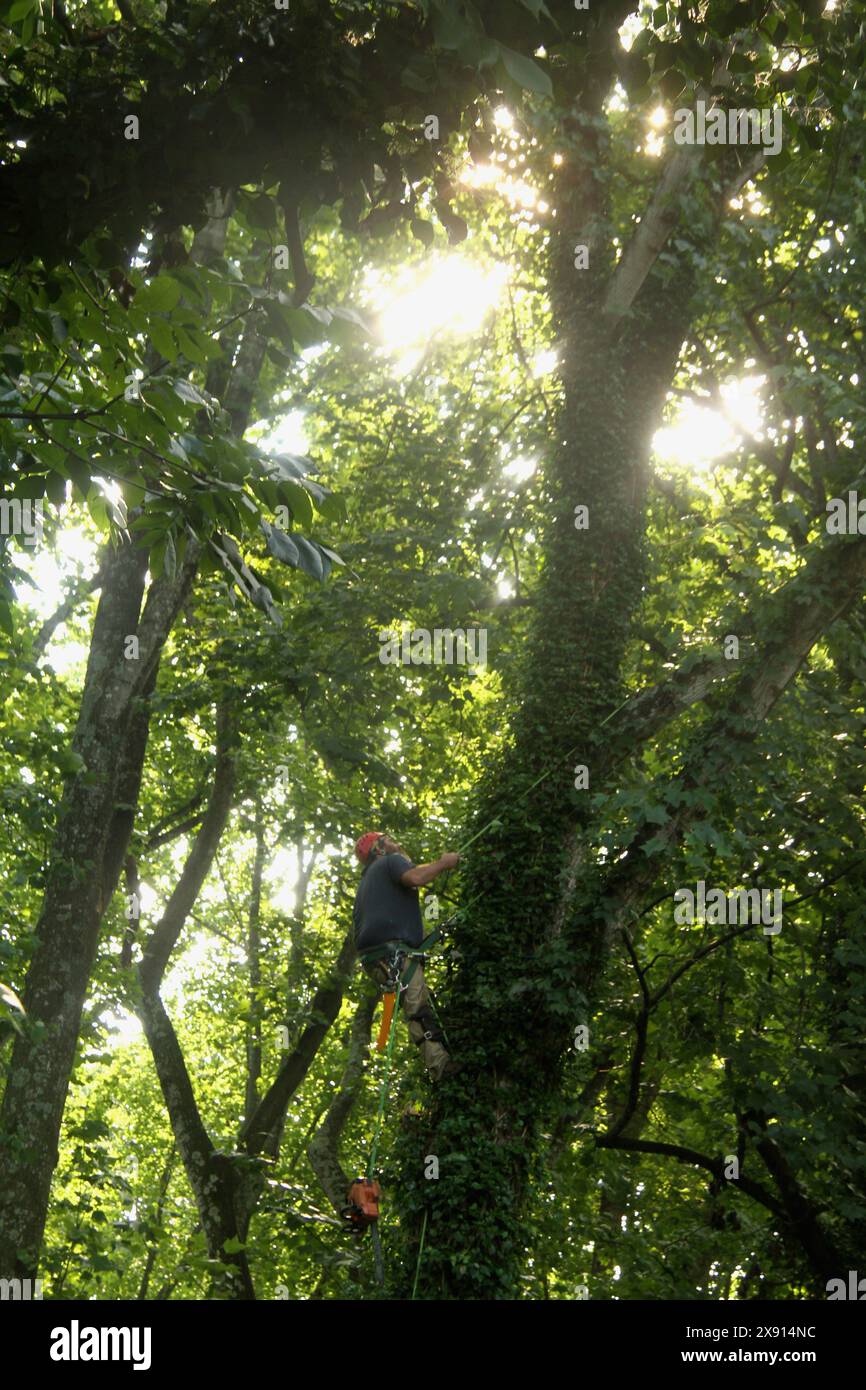 Climbing tall tree hi-res stock photography and images - Alamy